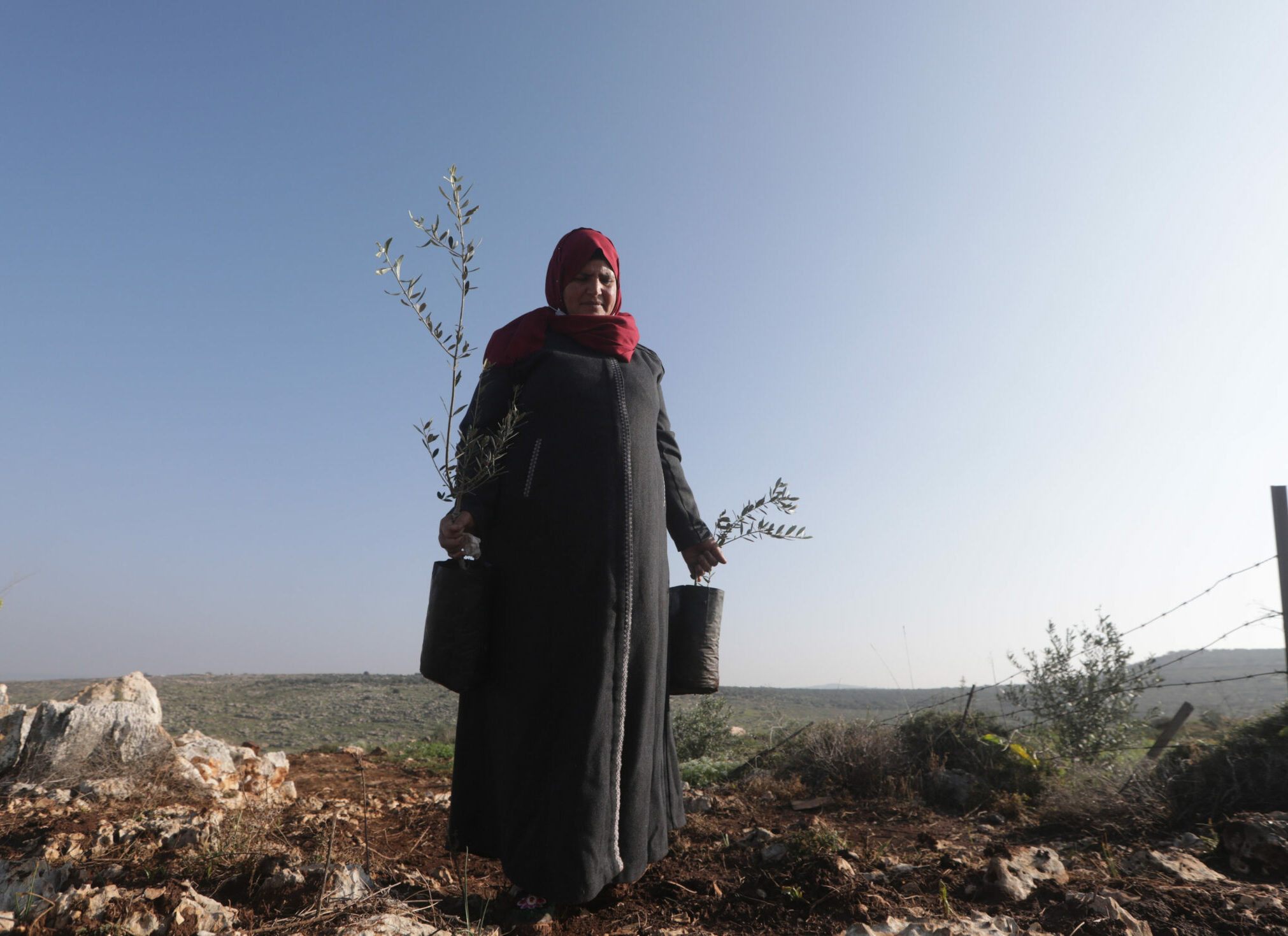 Olive trees uprooted - Zaytoun